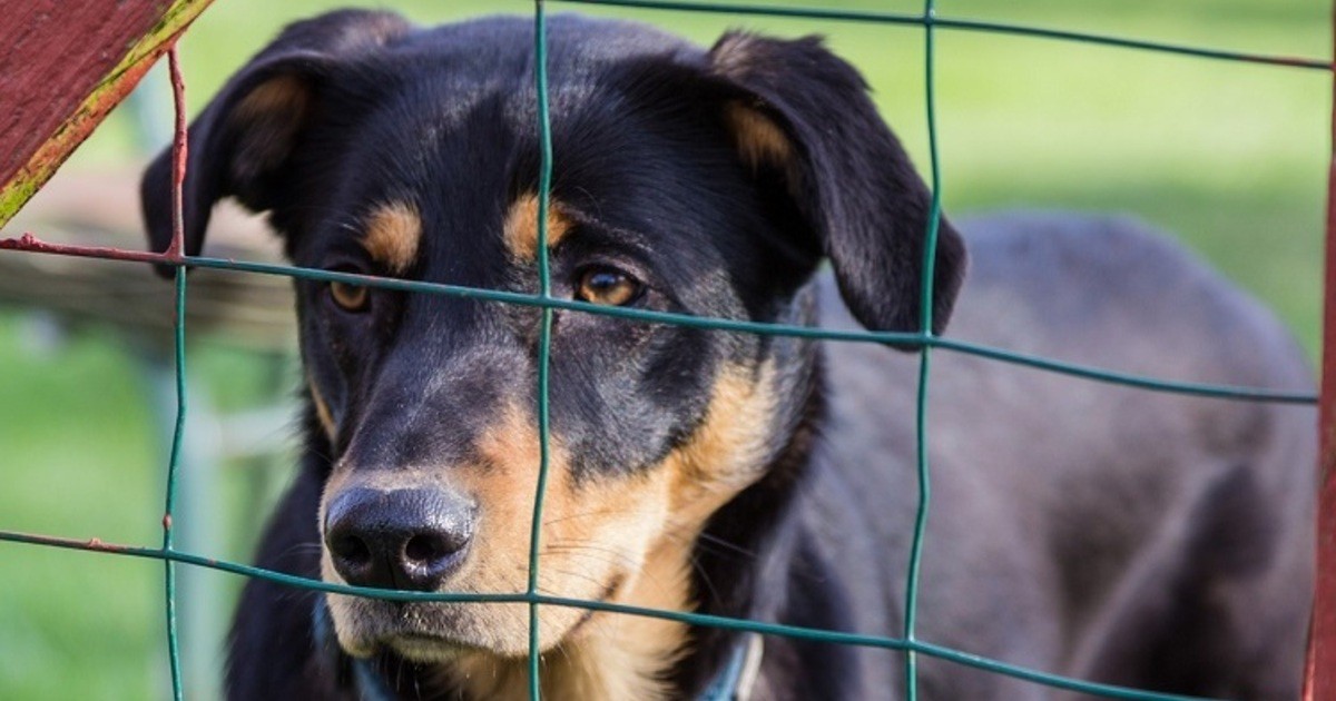 Tierheim Regensburg hebt Aufnahmestopp wieder auf | charivari