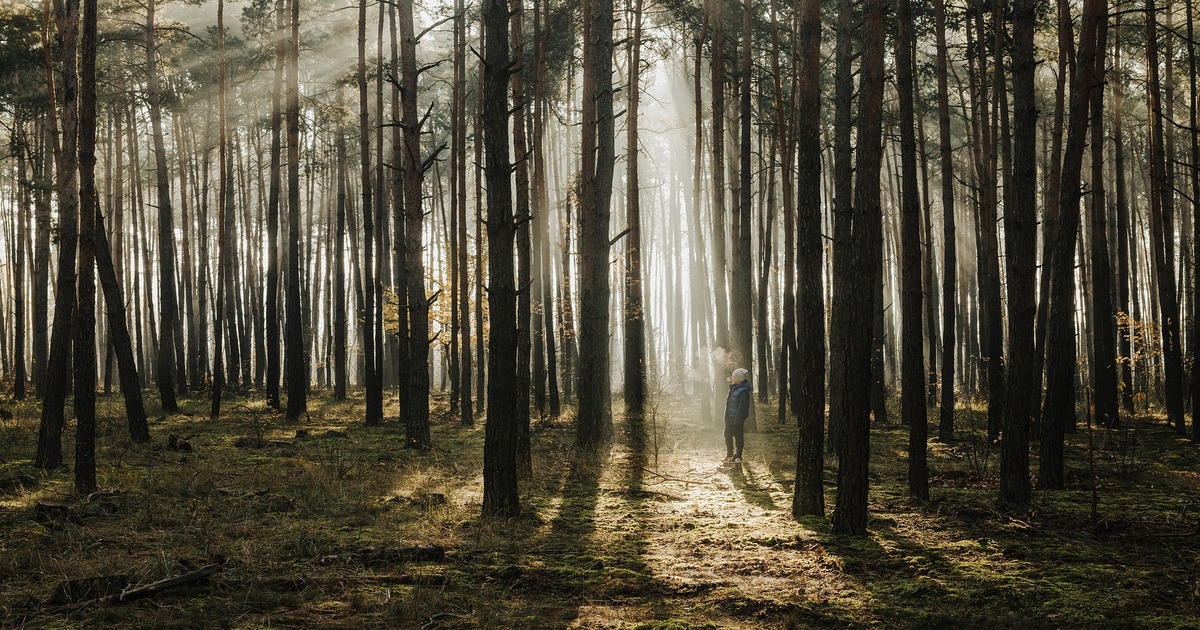 Die wichtigsten Wald-Survival-Tipps für Eltern und Kinder | charivari