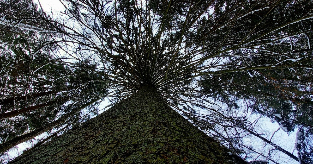 Kinder setzen 150 Jahre alten Baum in Burgweinting in Brand | charivari