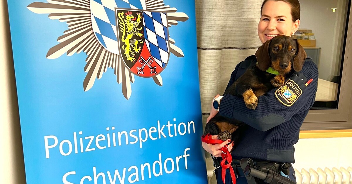 Dackel-Dame Frieda sorgt bei der Polizei Schwandorf für Abwechslung im ...