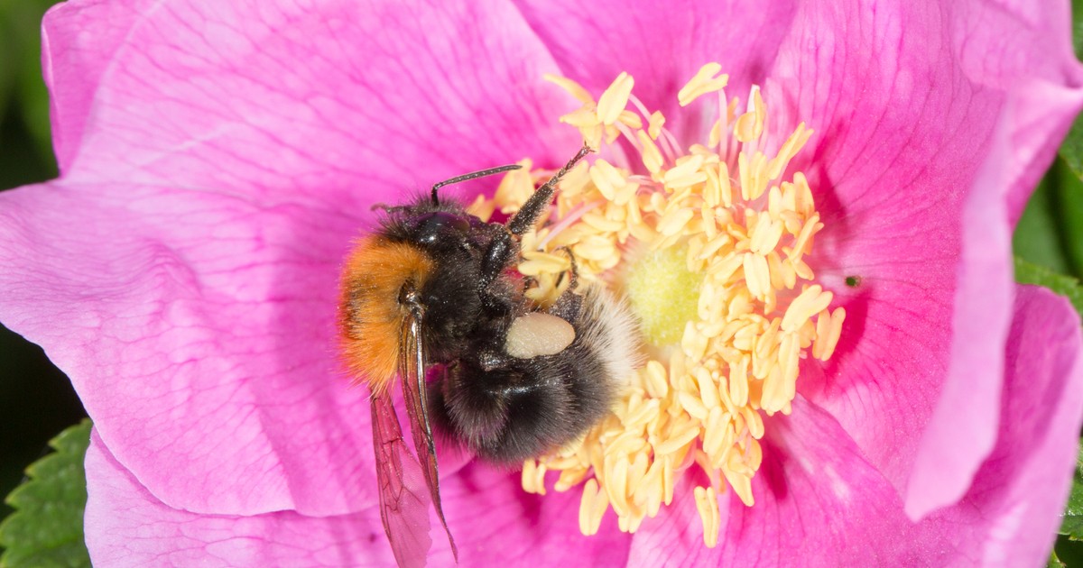 Die Hummel-Challenge in Regensburg läuft | charivari